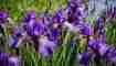 Tennessee State Flower: Purple Iris, Meaning and Symbolism