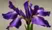 Tennessee State Flower: Purple Iris, Meaning and Symbolism