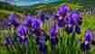 Tennessee State Flower: Purple Iris, Meaning and Symbolism