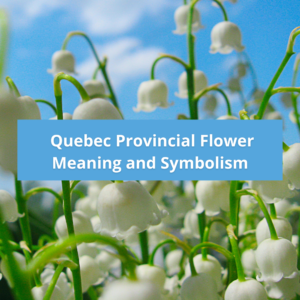 Saskatchewan Provincial Flower: Meaning and Symbolism