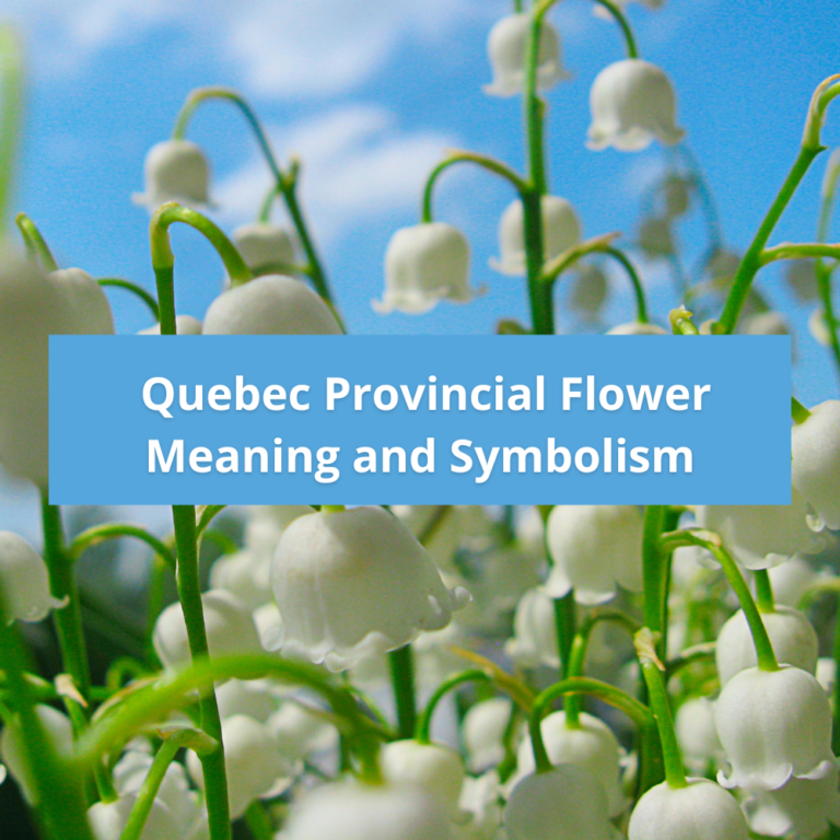 Prince Edward Island Provincial Flower: Meaning and Symbolism