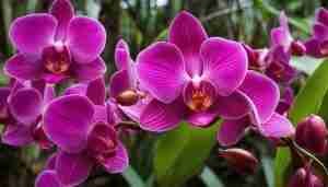 Queensland State Flower: Meaning and Symbolism