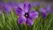Rhode Island State Flower: Violet Meaning and Symbolism