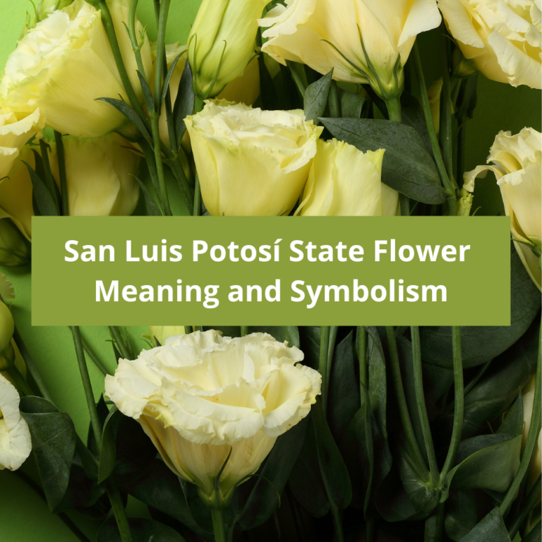 Quintana Roo State Flower: Meaning and Symbolism