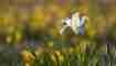 Utah State Flower: Sego Lily, Meaning and Symbolism