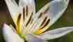 Utah State Flower: Sego Lily, Meaning and Symbolism