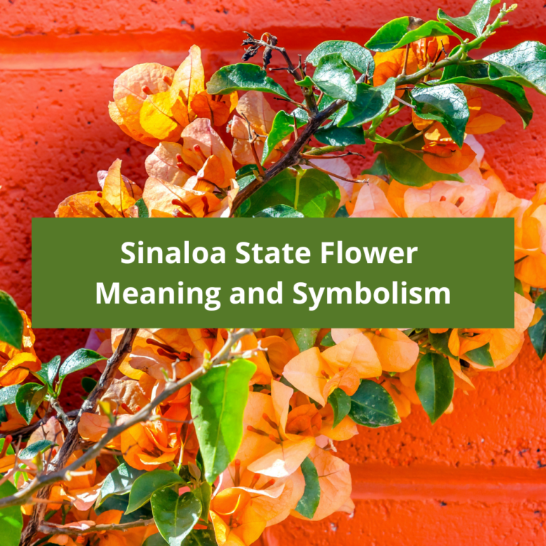 Sonora State Flower: Meaning and Symbolism