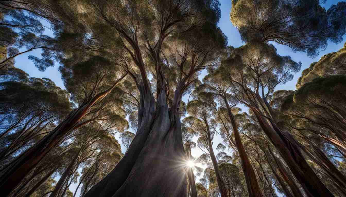 Tasmania State Flower: Meaning and Symbolism