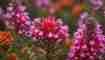 Victoria State Flower: Meaning and Symbolism