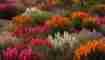 Victoria State Flower: Meaning and Symbolism