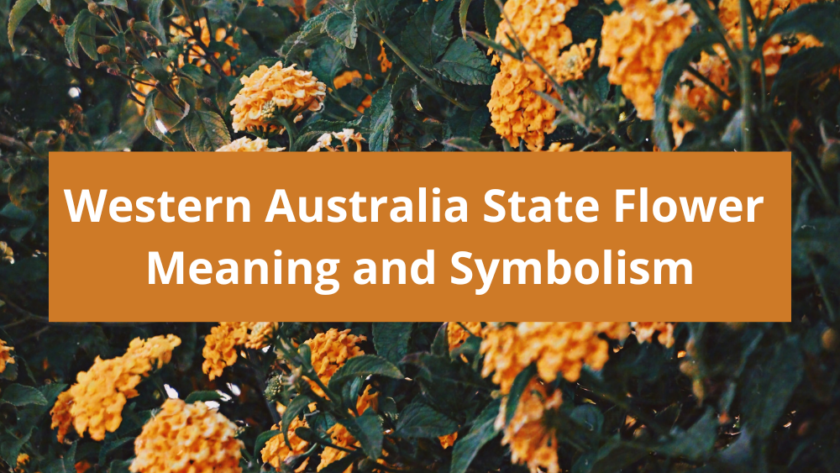 Western Australia State Flower: Meaning and Symbolism