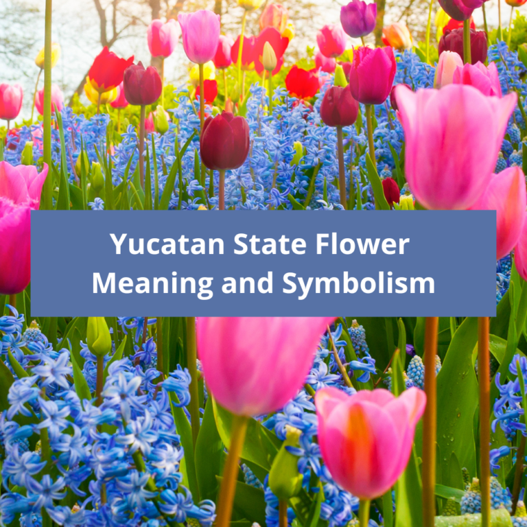 Veracruz State Flower: Meaning and Symbolism