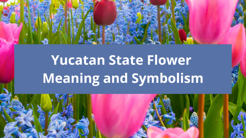 Yucatán State Flower: Meaning and Symbolism