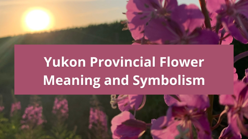 Yukon Provincial Flower: Meaning and Symbolism