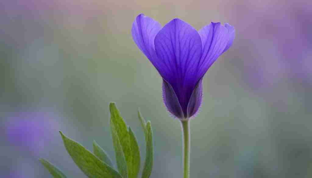 Rhode Island State Flower: Violet Meaning and Symbolism