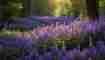 Rhode Island State Flower: Violet Meaning and Symbolism