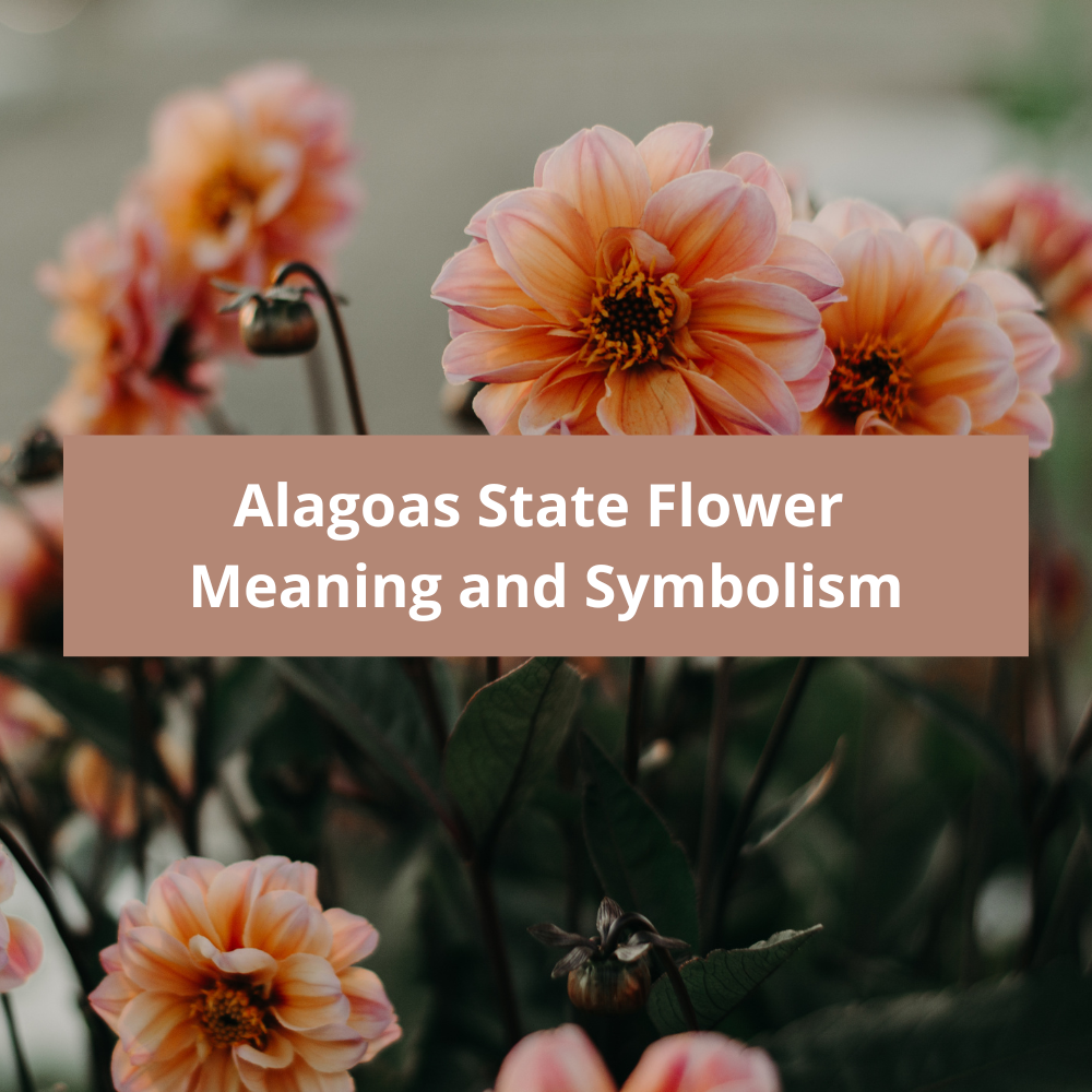 Alagoas State Flower: Meaning and Symbolism