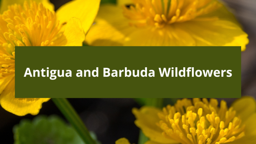 Antigua and Barbuda Wildflowers