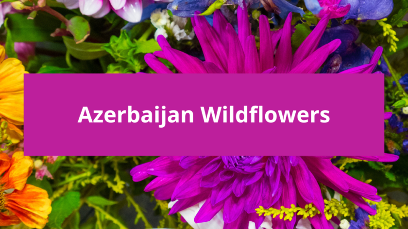 Azerbaijan Wildflowers