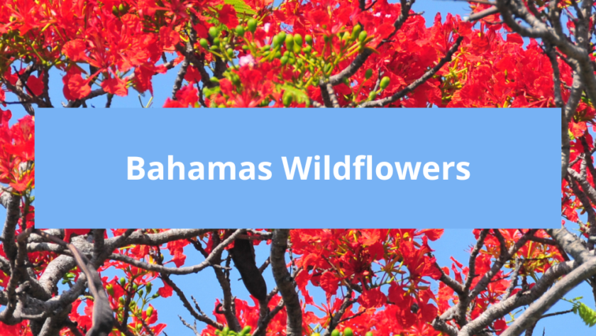 Bahamas Wildflowers