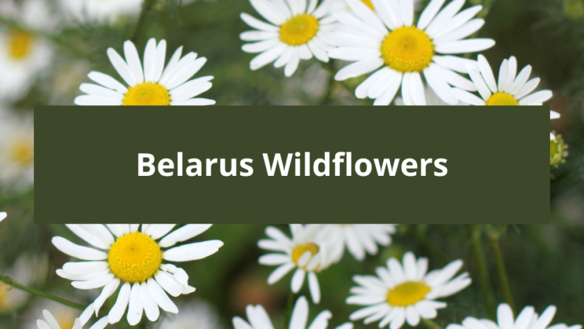 Belarus Wildflowers