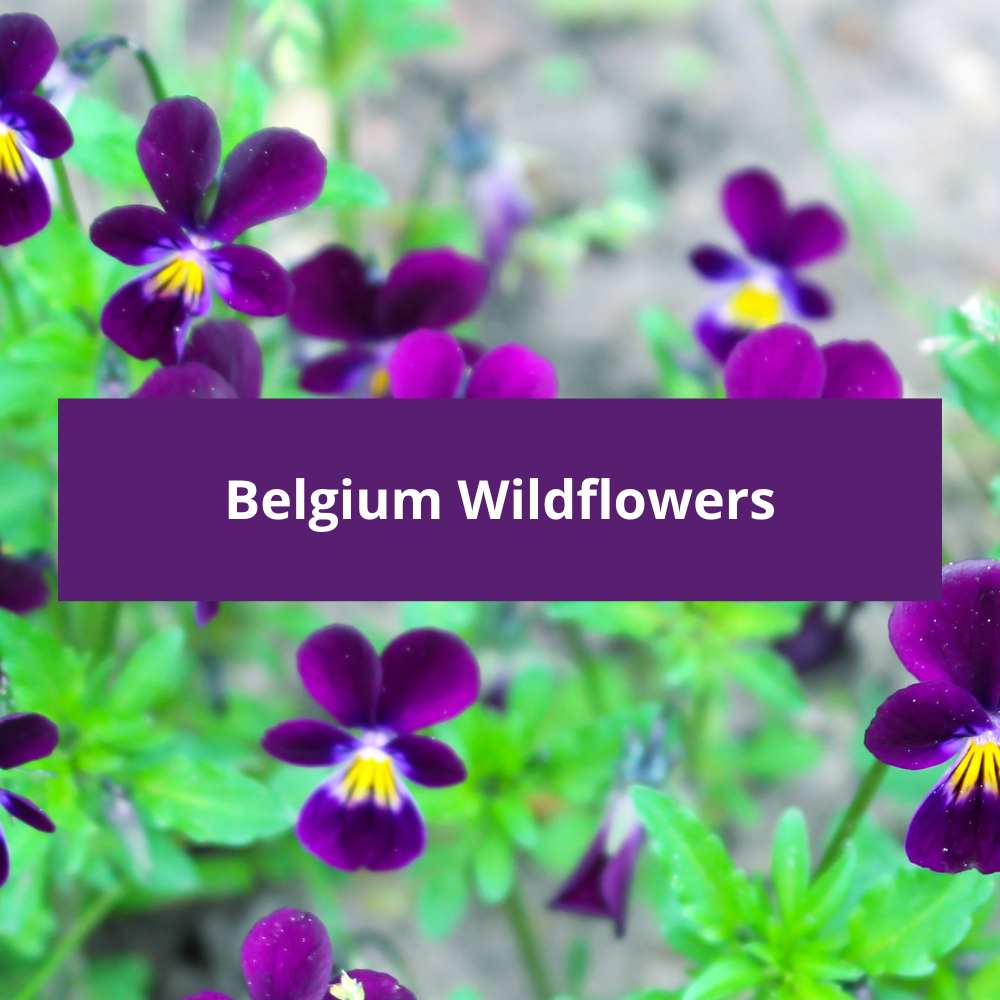 Belgium Wildflowers