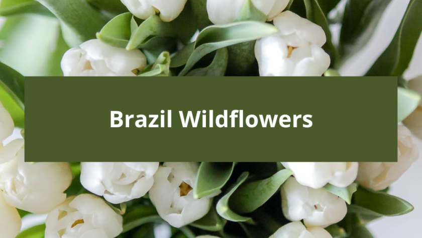 Brazil Wildflowers