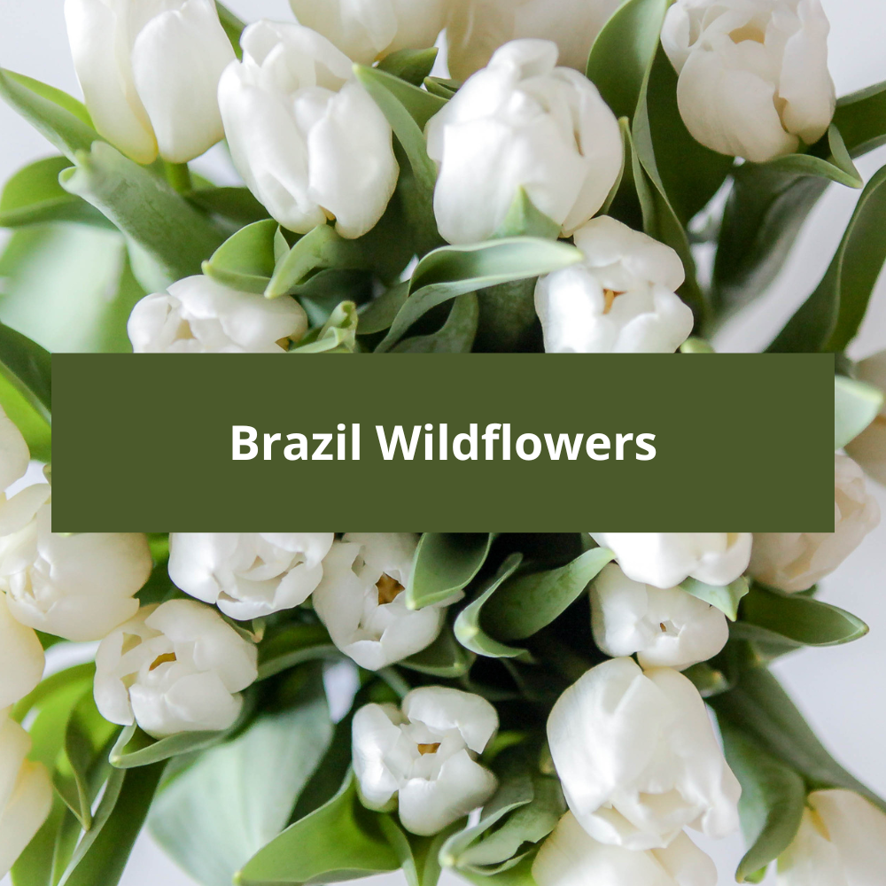 Brazil Wildflowers