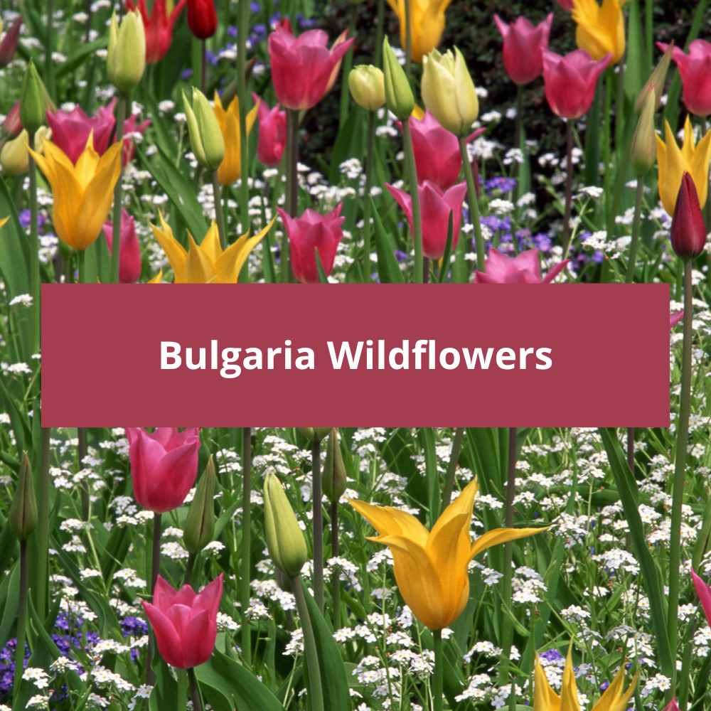 Bulgaria Wildflowers