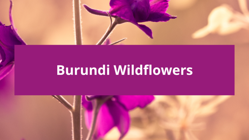 Burundi Wildflowers