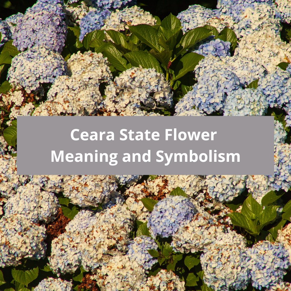 Ceará State Flower: Meaning and Symbolism