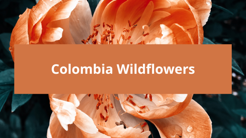 Colombia Wildflowers