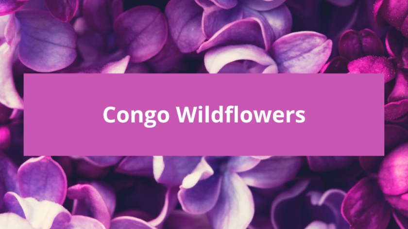 Congo (Congo-Brazzaville) Wildflowers