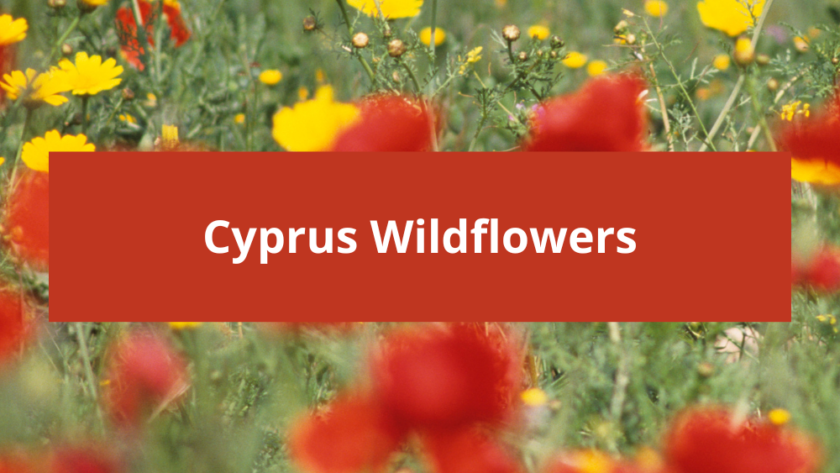 Cyprus Wildflowers
