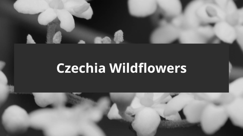 Czechia Wildflowers