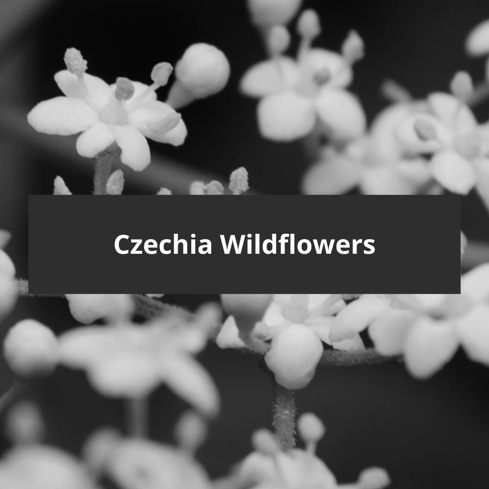 Czechia Wildflowers