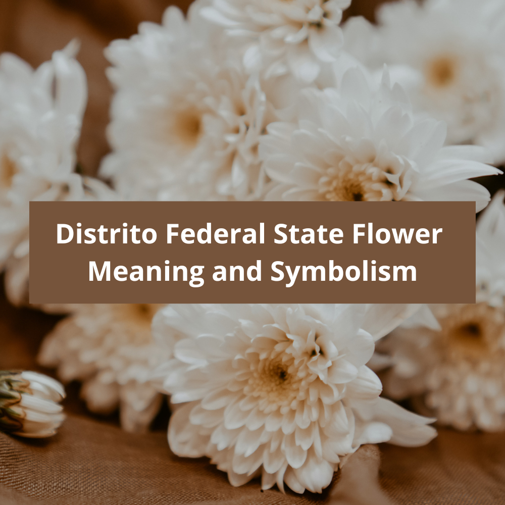 Distrito Federal State Flower: Meaning and Symbolism