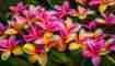 Samoa Wildflowers