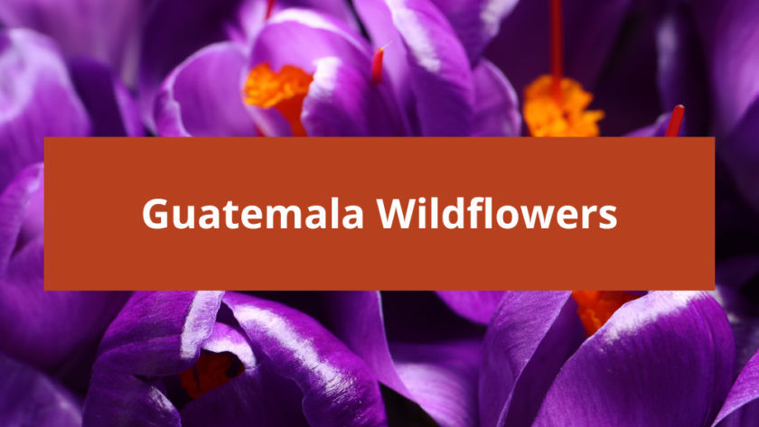 Guatemala Wildflowers