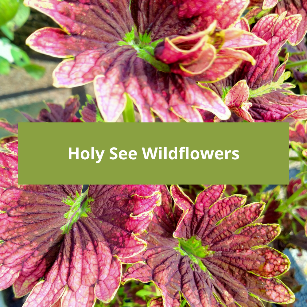 Holy See Wildflowers