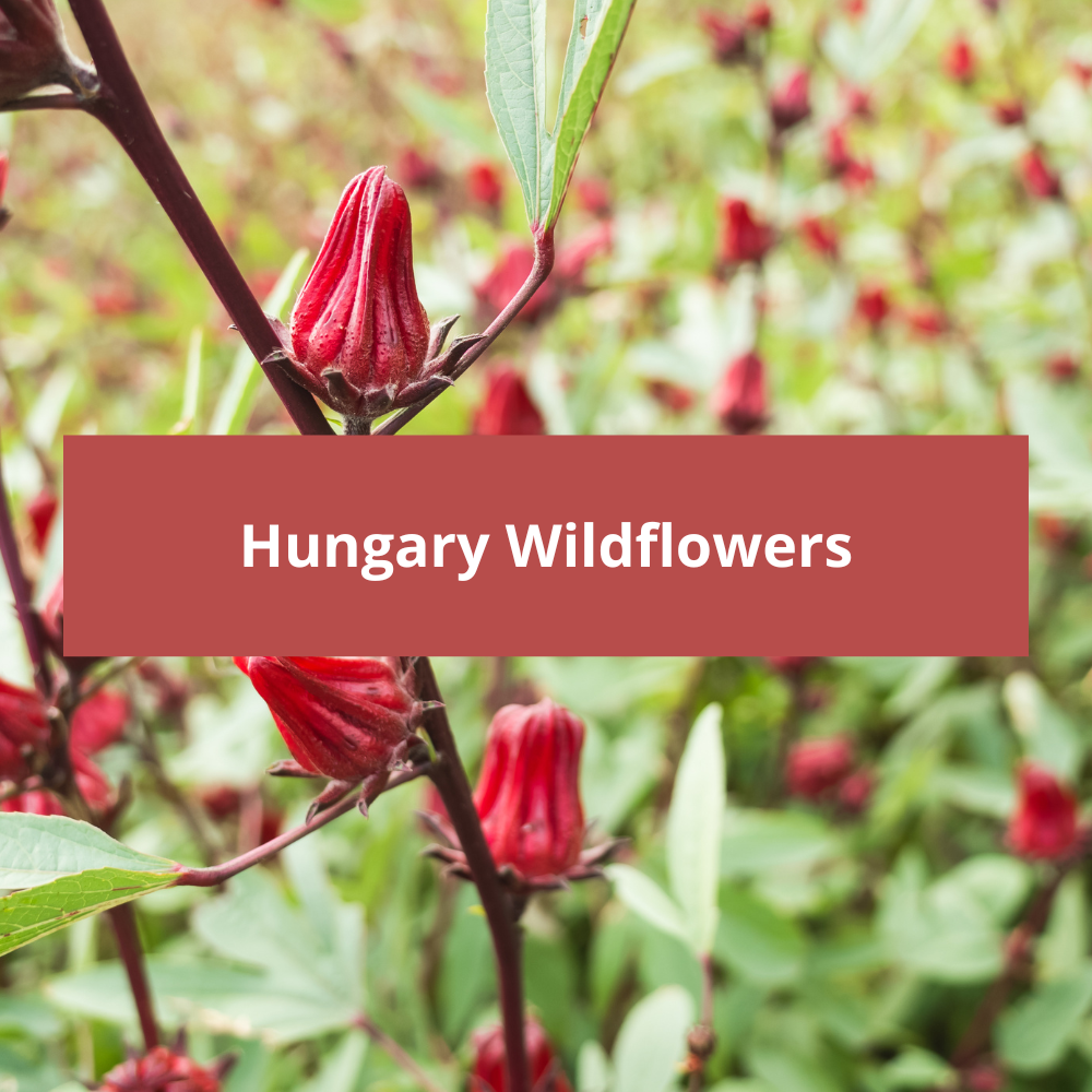 Hungary Wildflowers