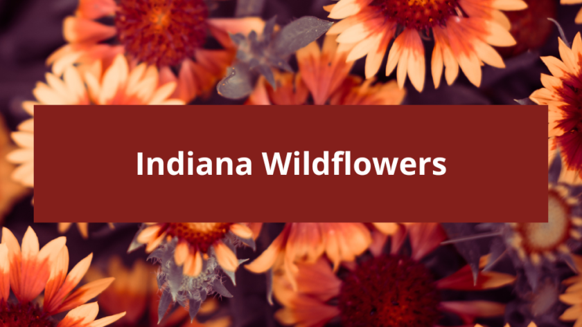 Indiana Wildflowers