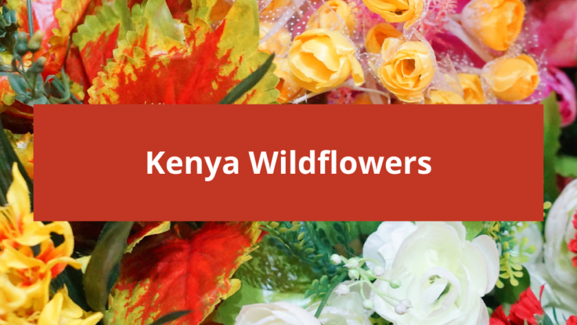 Kenya Wildflowers