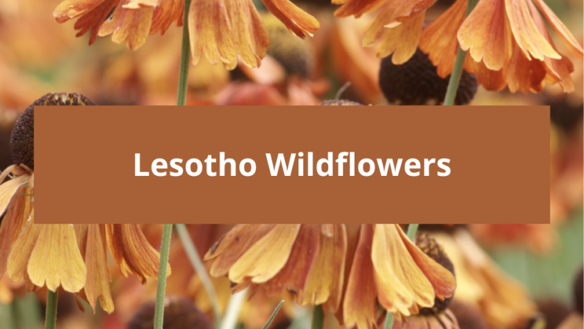 Lesotho Wildflowers