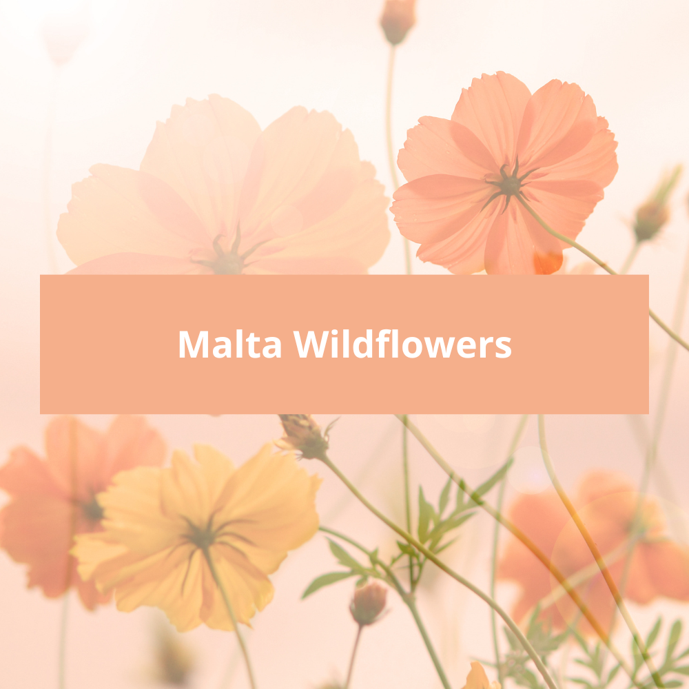 Malta Wildflowers
