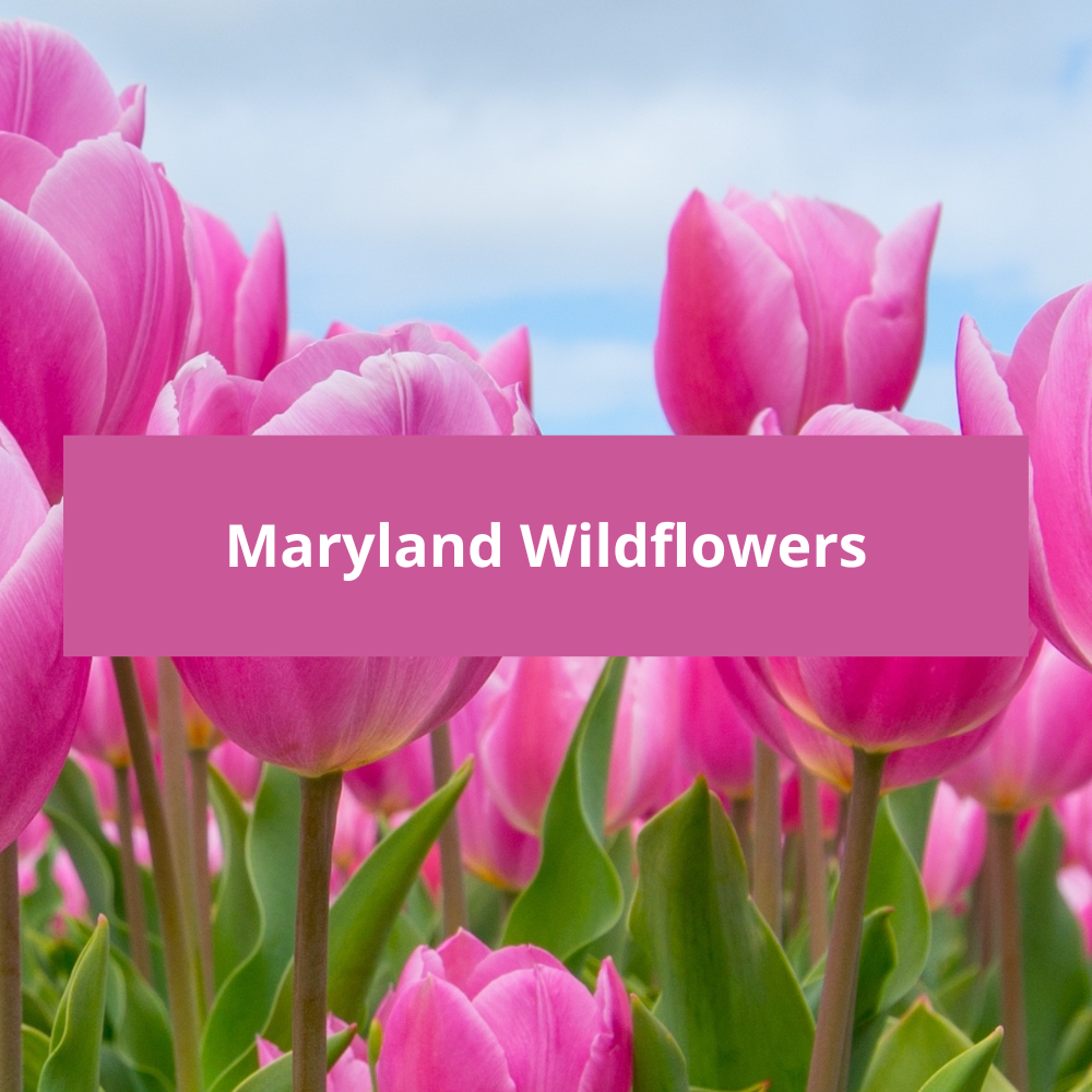 Maryland Wildflowers