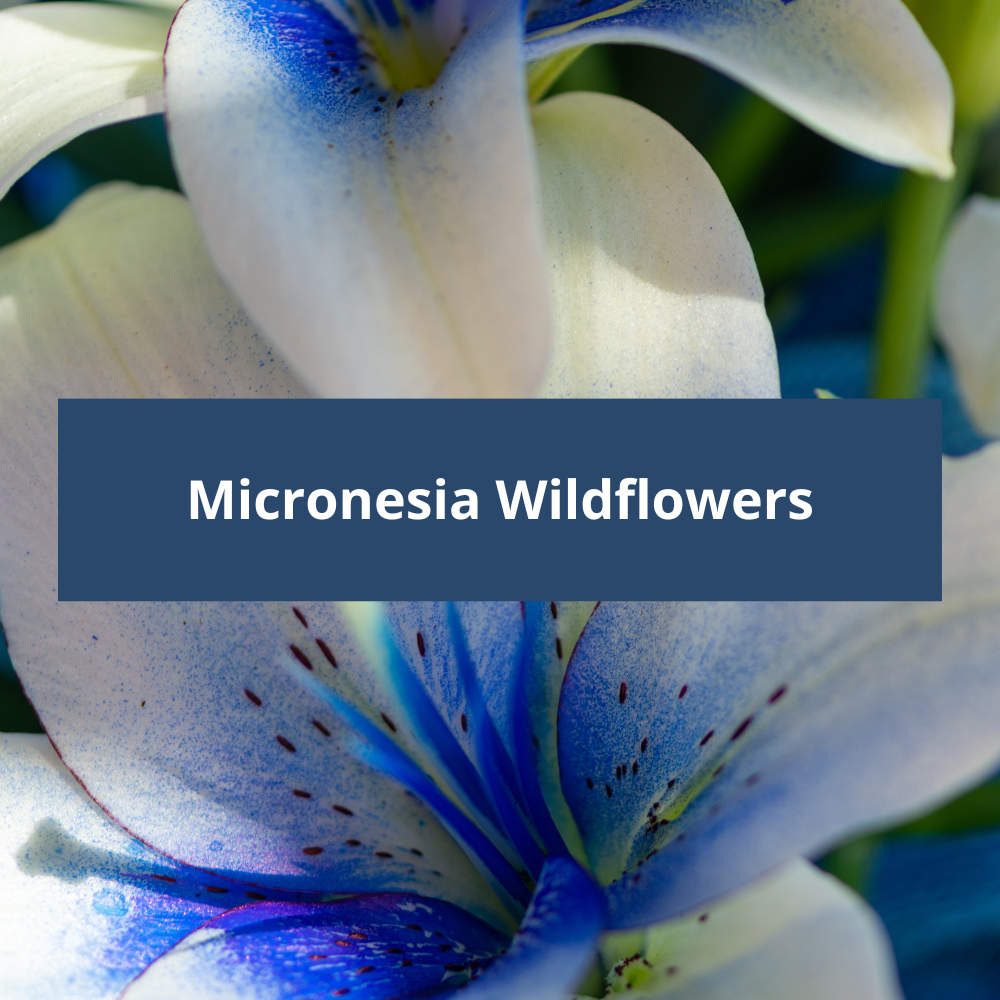 Micronesia Wildflowers