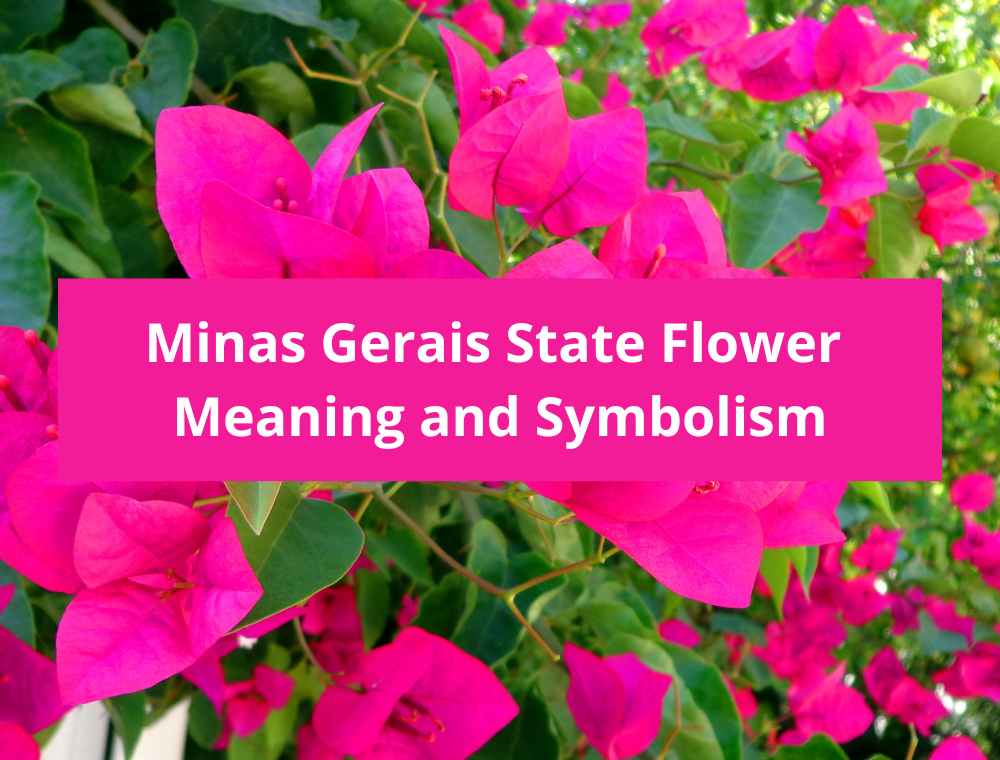 Minas Gerais State Flower: Meaning and Symbolism