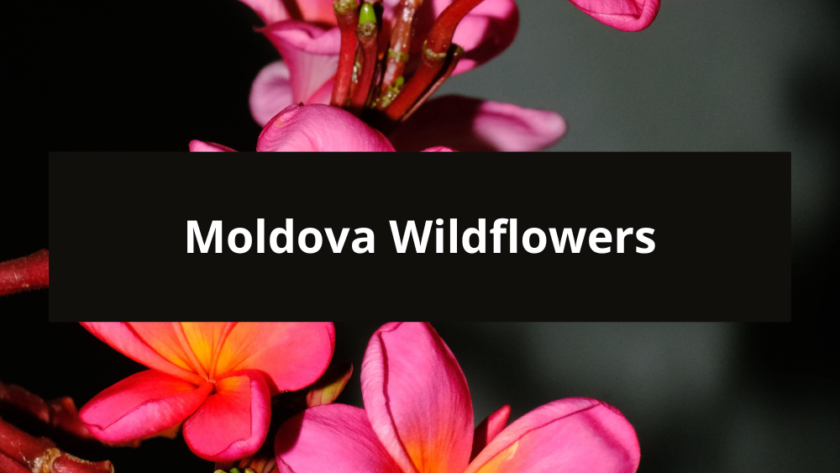Moldova Wildflowers