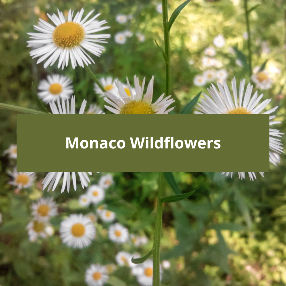 Monaco Wildflowers
